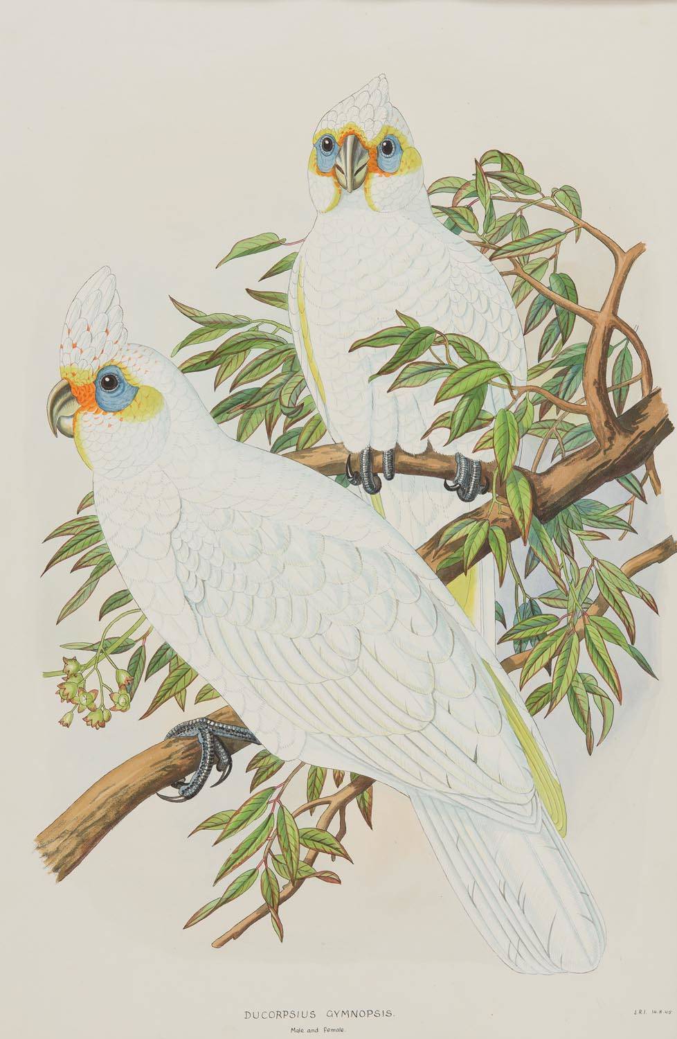 ARTIST UNKNOWN: Platycercus Elegans (Crimson Rosella), Callocorydon ...
