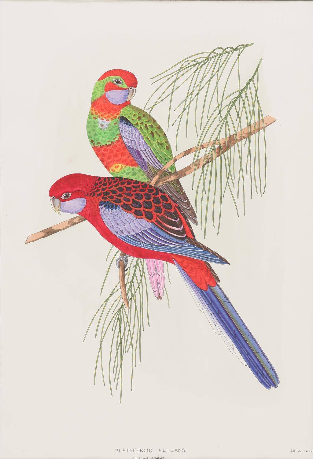 ARTIST UNKNOWN: Platycercus Elegans (Crimson Rosella), Callocorydon ...