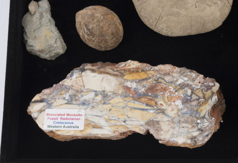 Nine assorted fossils and mineral specimens, the largest 20cm long