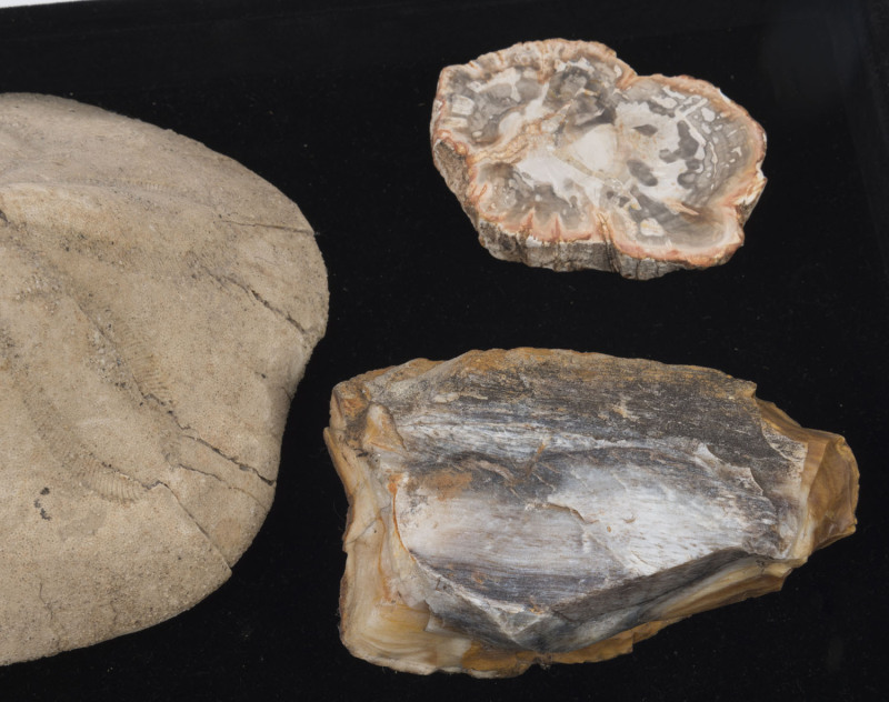 Nine assorted fossils and mineral specimens, the largest 20cm long