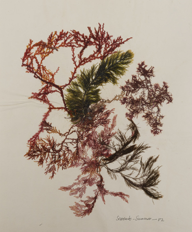 SEAWEED: A similar range in two albums and loose; almost all ...