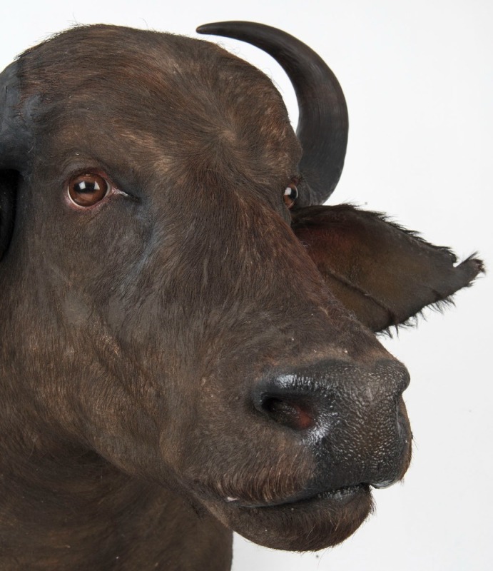 WATER BUFFALO shoulder mount, 20th century, 90cm high, rack 64cm