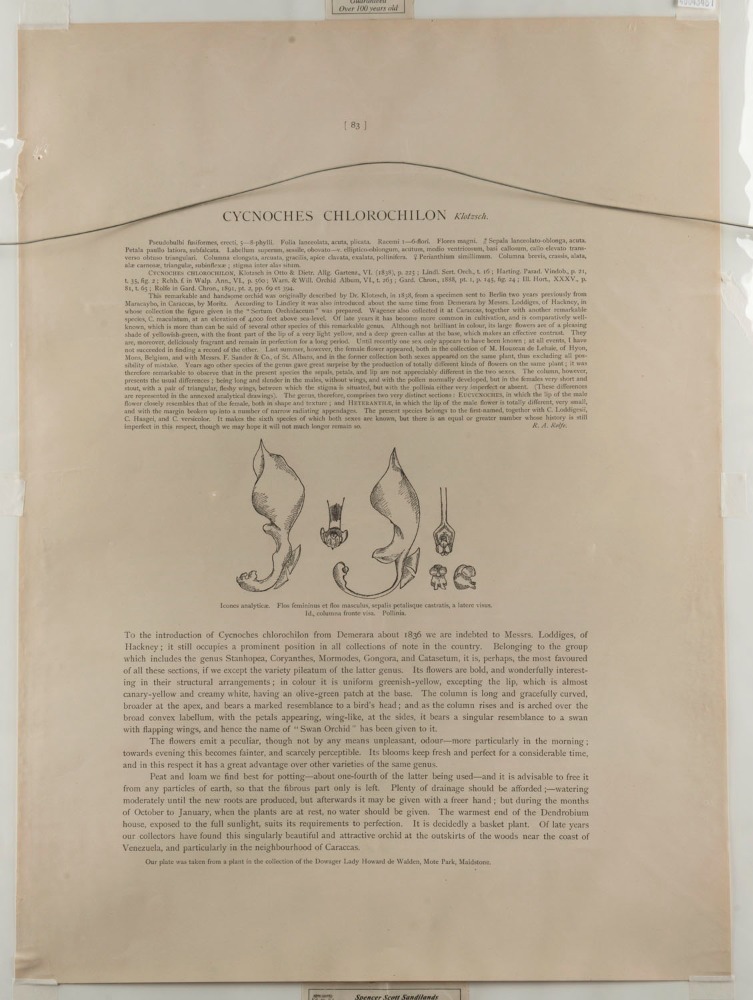 HENRY GEORGE MOON (1857 - 1905) A pair of horticultural ...
