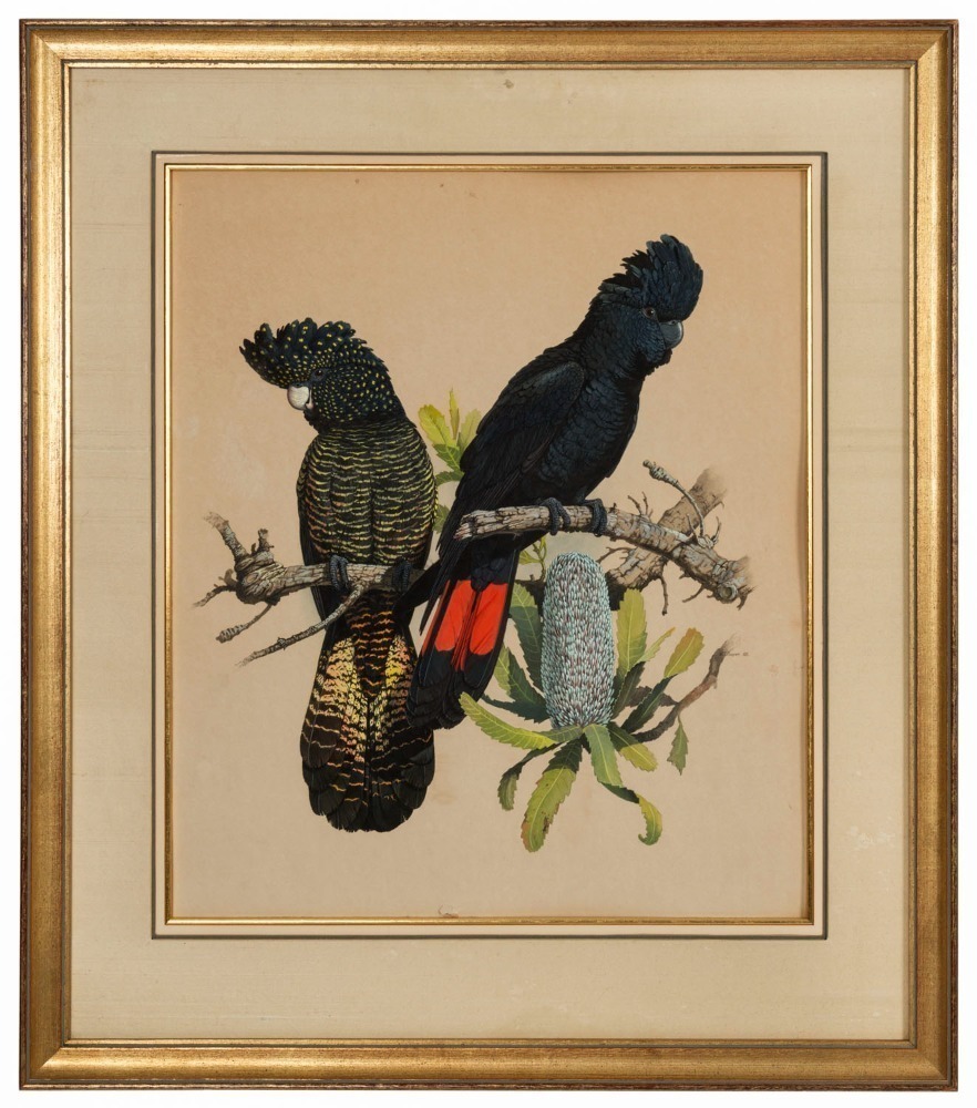 WILLIAM T. COOPER (1934-2015), Black Cockatoos, watercolour, signed ...