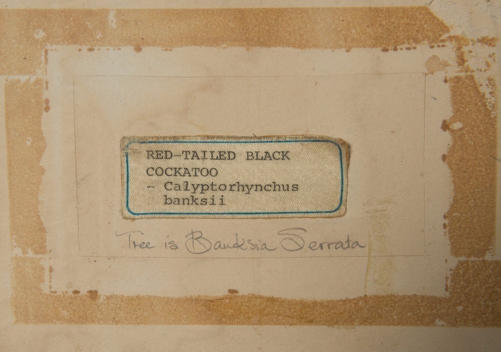 WILLIAM T. COOPER (1934-2015), Black Cockatoos, watercolour, signed ...