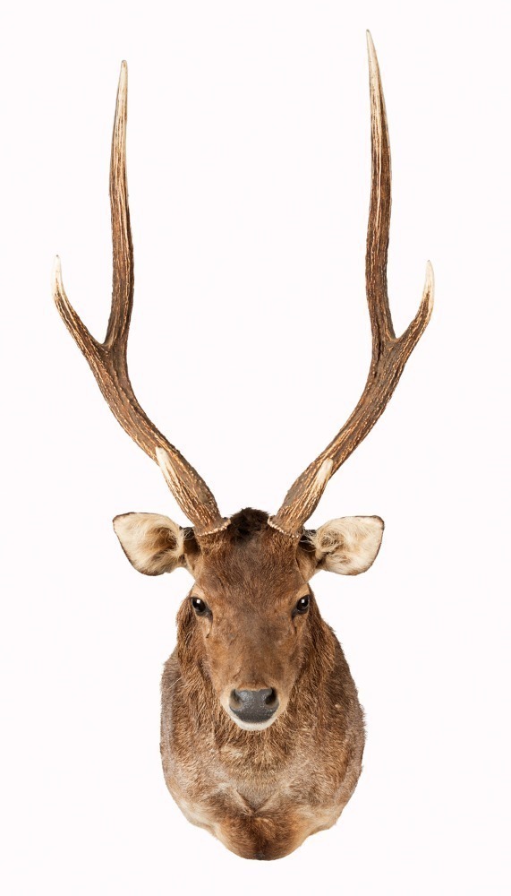 A taxidermy shoulder mount samba deer, 120 x 50cm overall