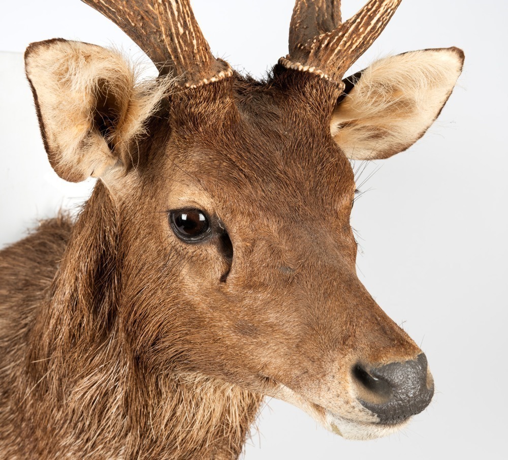 A taxidermy shoulder mount samba deer, 120 x 50cm overall