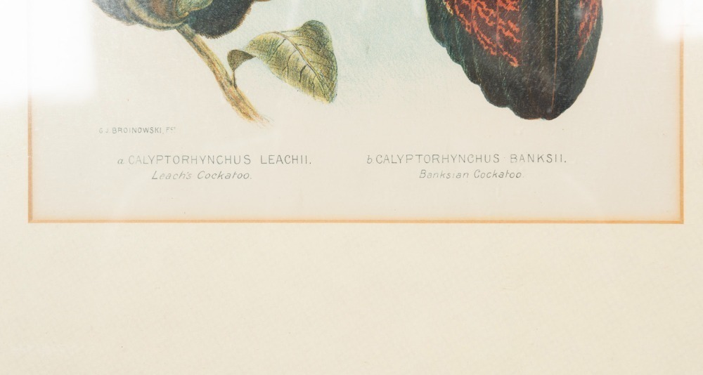 GRACIUS JOSEPH BROINOWSKI (1837-1913), Leach's Cockatoo / Banksia ...